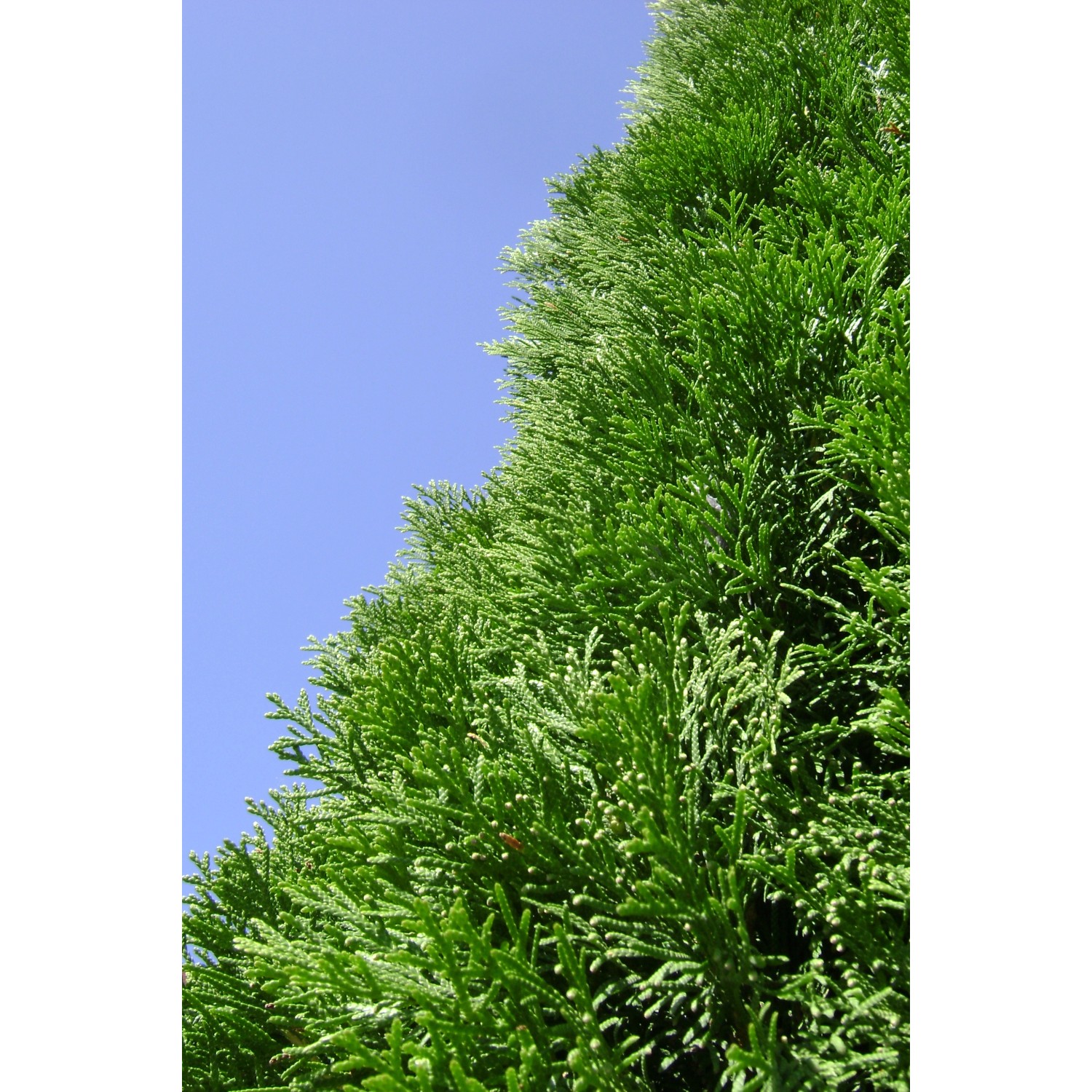 Tuja odm. Smaragd (Thuja sp.), wys. 20cm kupuj w OBI