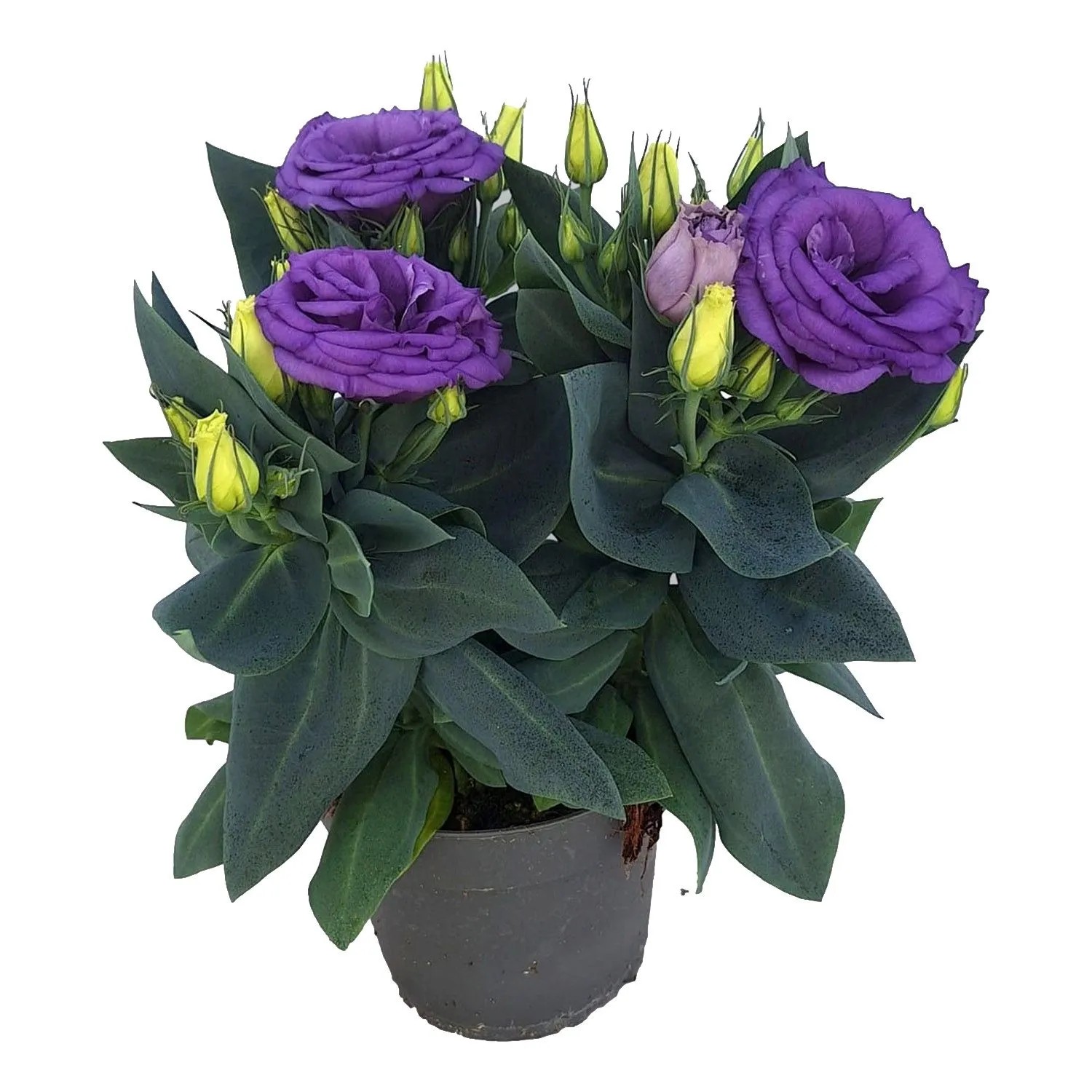 Eustoma mix - don. 12 cm