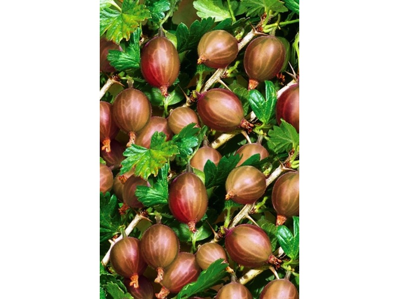 Agrest (Ribes sp.) - don. 1 l kupuj w OBI