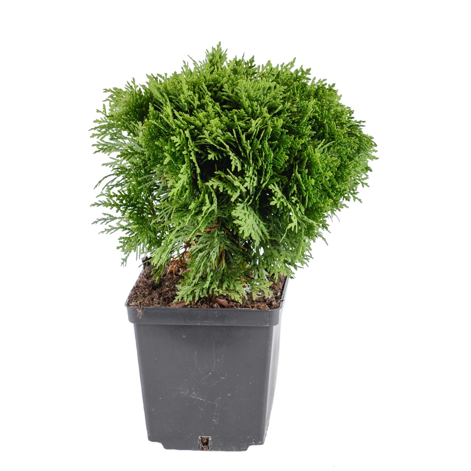 Tuja odm. Danica (Thuja occidentalis) kupuj w OBI