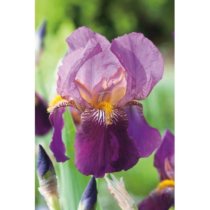 Irys, Kosaciec Senlac (Iris germanica) kupuj w OBI