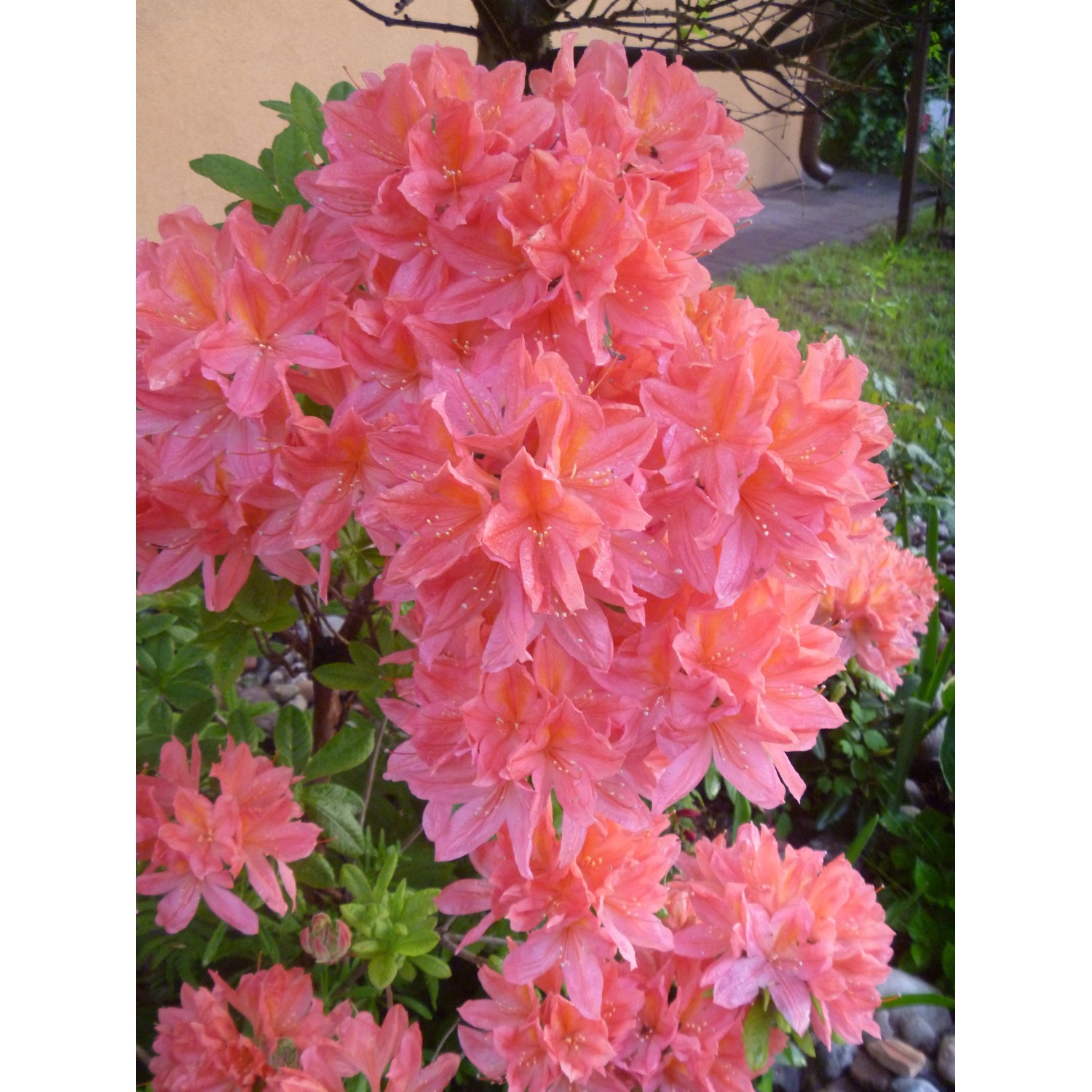 Azalia wielkokwiatowa (Azalea sp.) kupuj w OBI