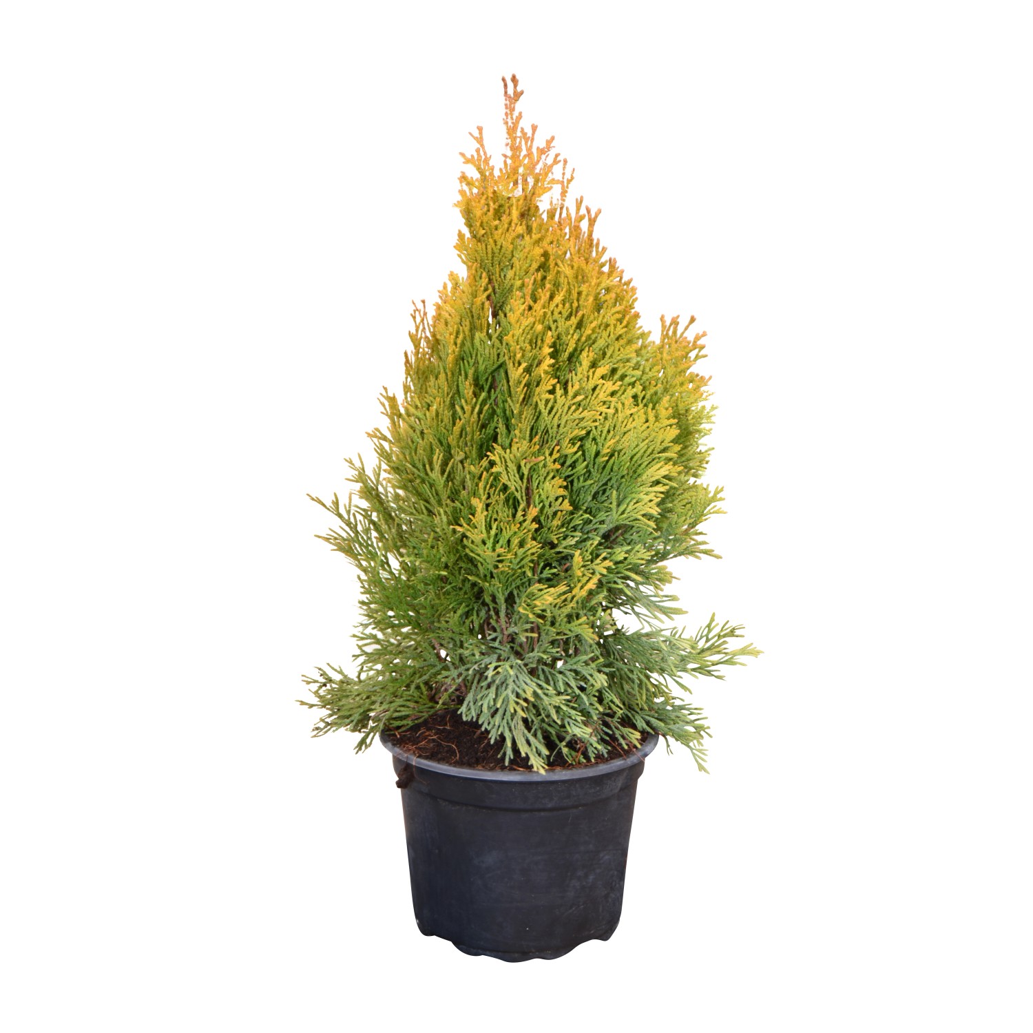 Tuja odm. Golden Smaragd (Thuja sp.) kupuj w OBI
