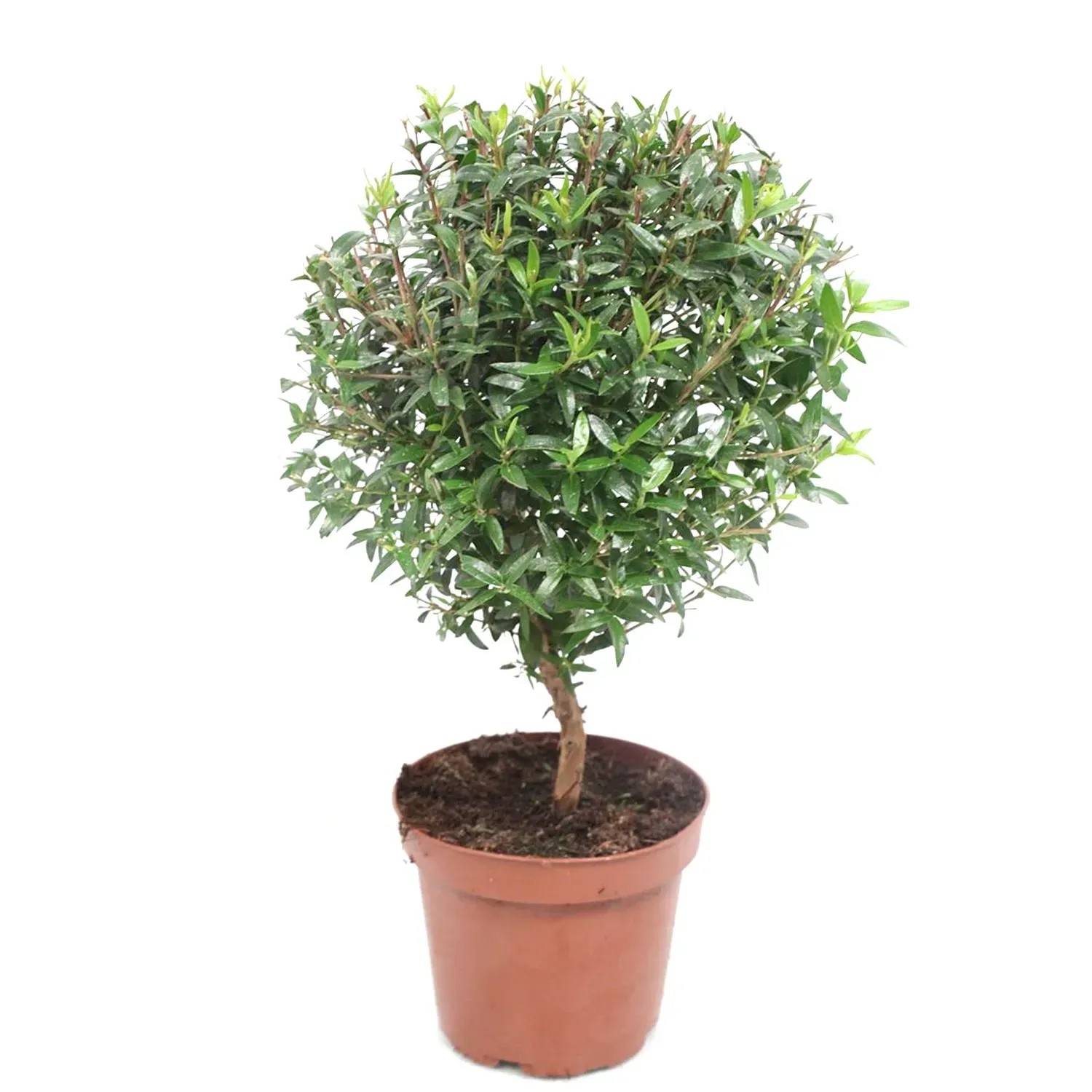 Mirt zwyczajny (Myrtus Communis) don. 12 cm