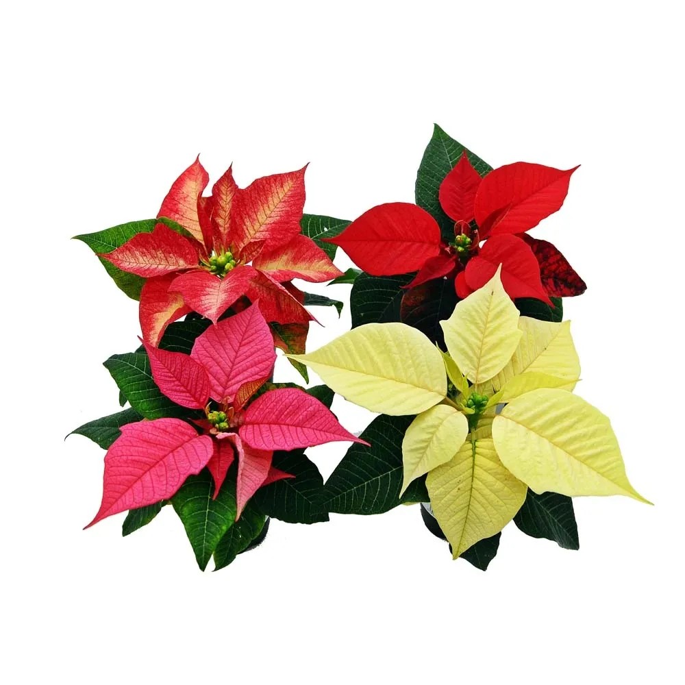 Poinsecja Gwiazda Betlejemska don. 6 cm kupuj w OBI