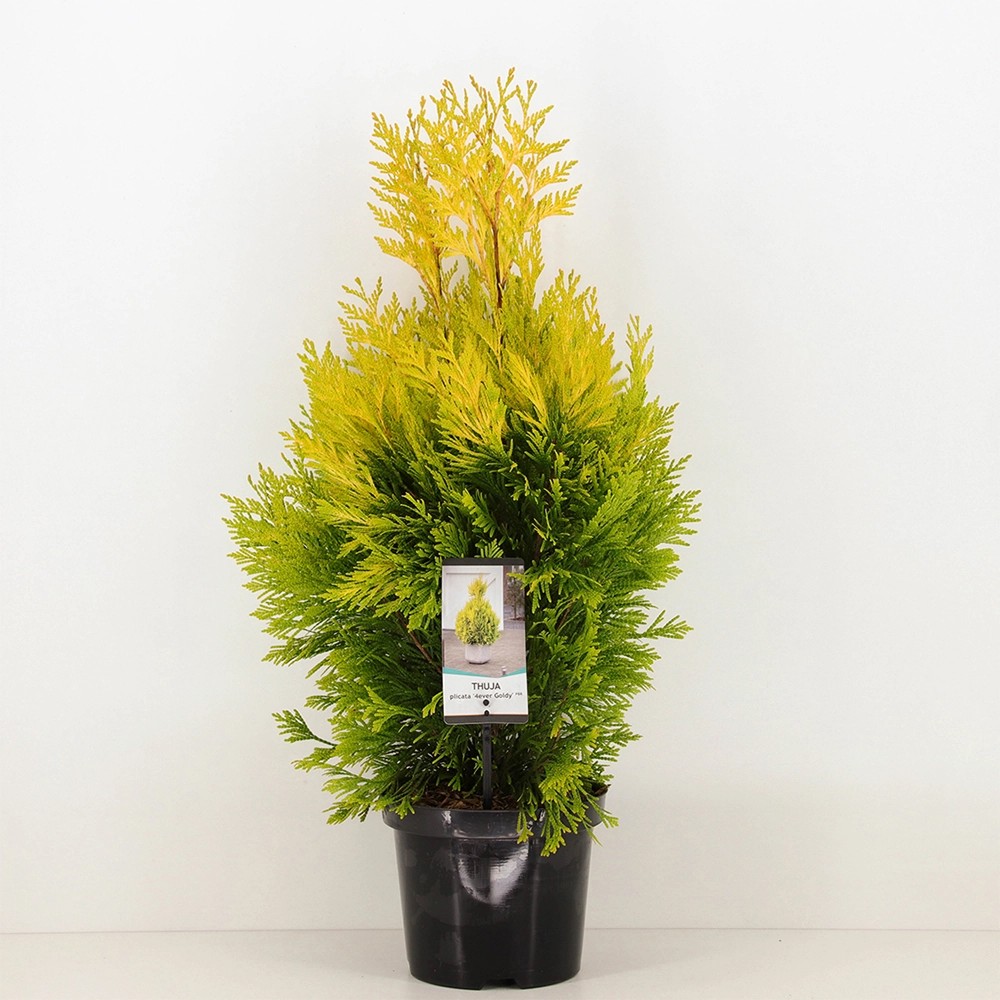 Tuja (Thuja) żółta Occidentalis mix - don. 19 cm kupuj w OBI