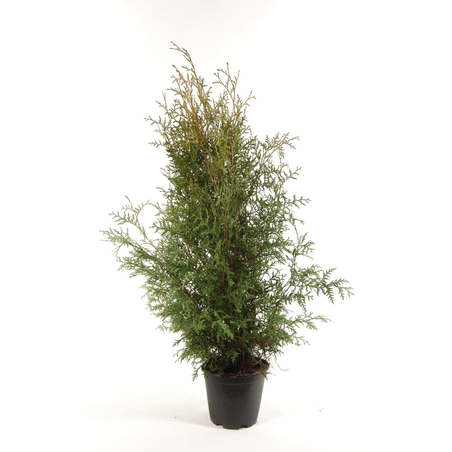 Tuja odm. Brabant (Thuja occidentalis) kupuj w OBI