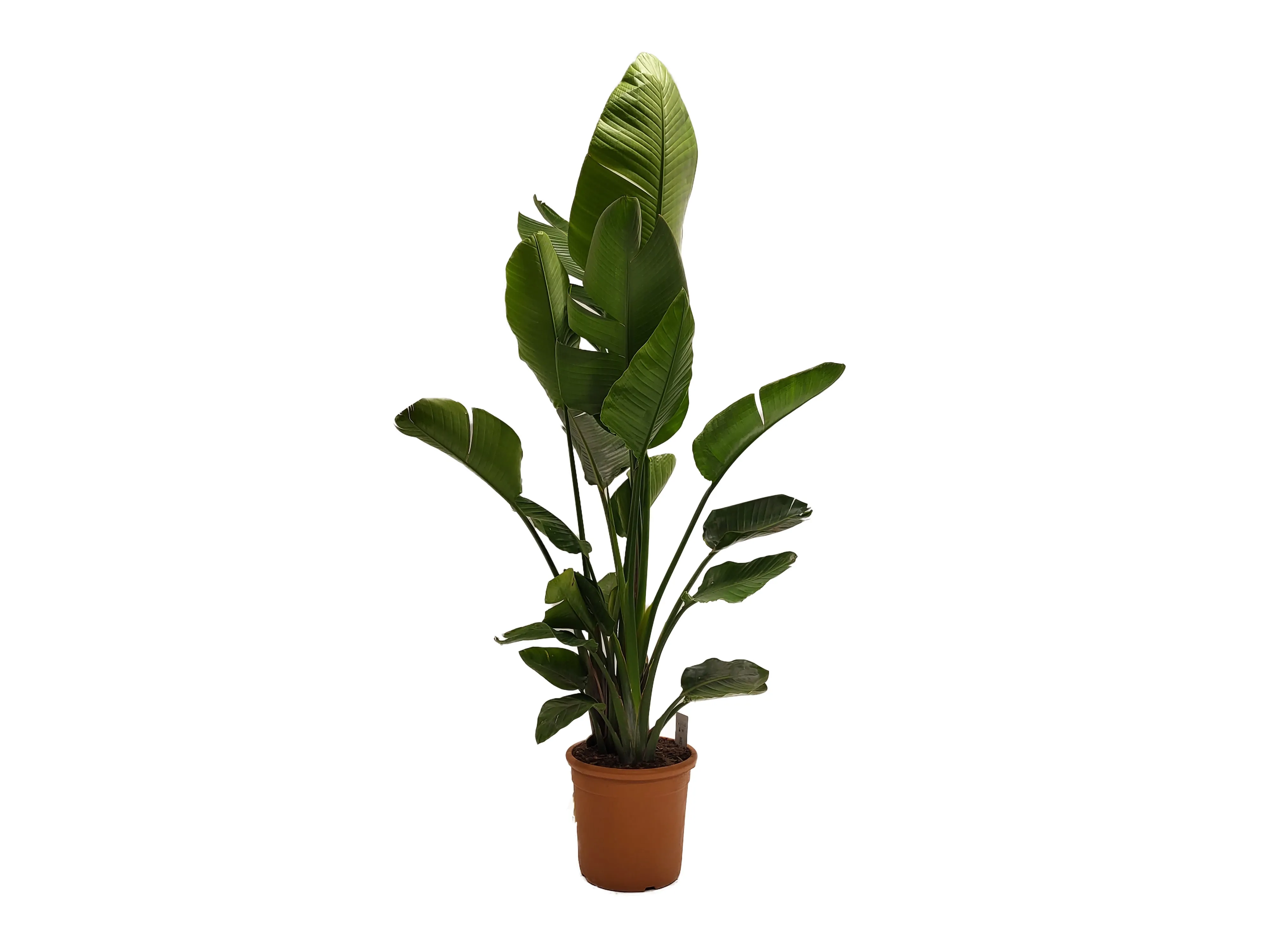 Strelicja biała (Strelitzia Nicolai) - wys. 160 cm, don. 30 cm kupuj w OBI