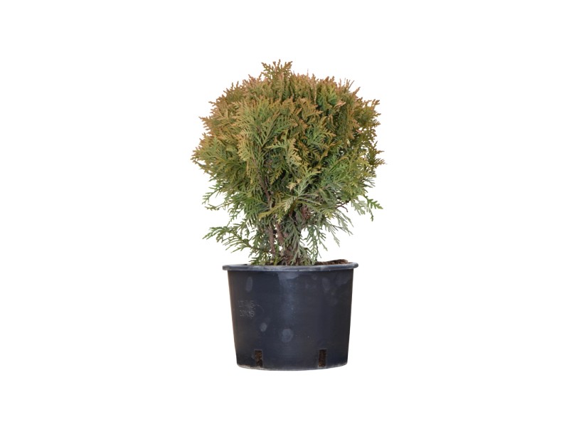 Tuja Thuja Danica wys. 30-40cm don. 10l kupuj w OBI