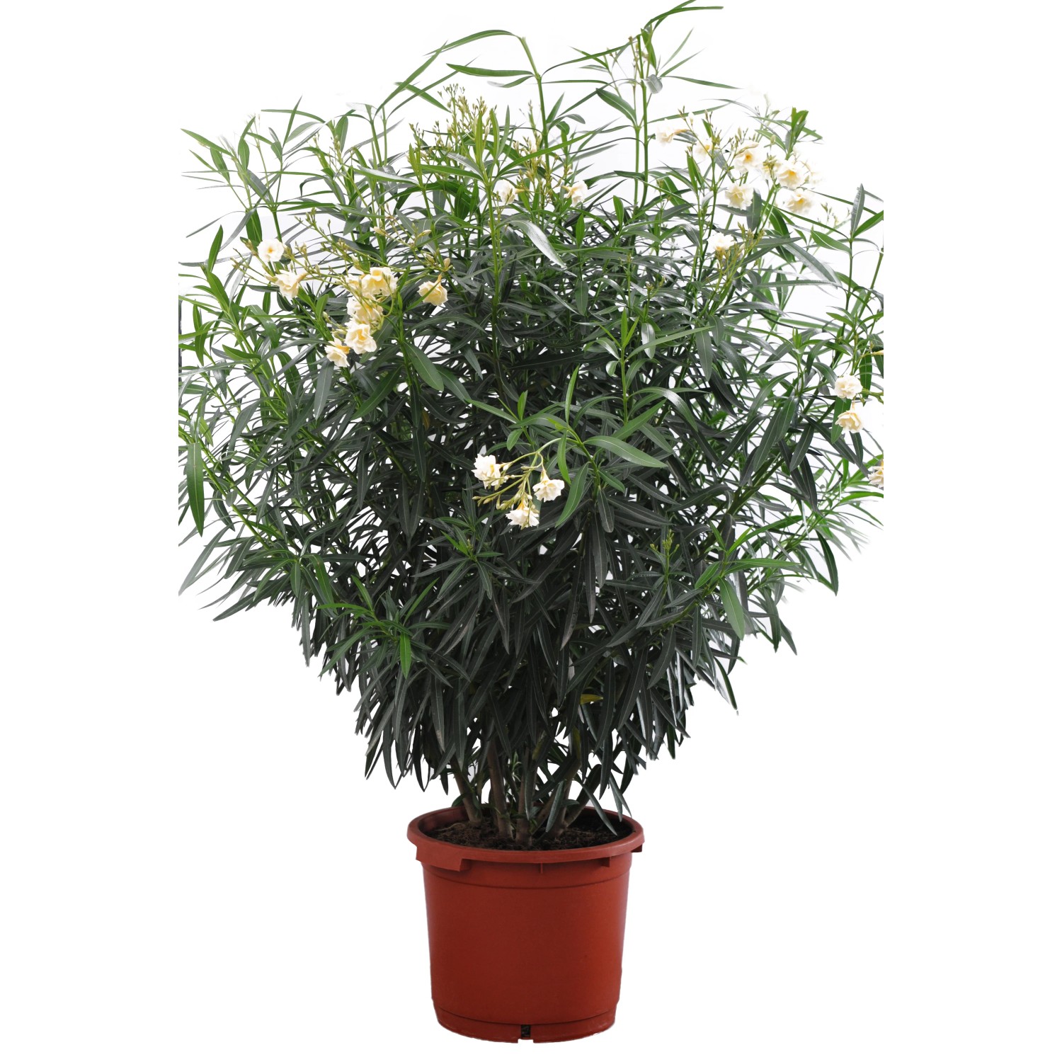 Oleander krzew wys. ok. 150cm (Nerium sp.) kupuj w OBI