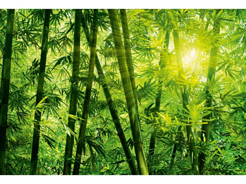 Fototapeta Bamboo Forest 384 x 260 cm
