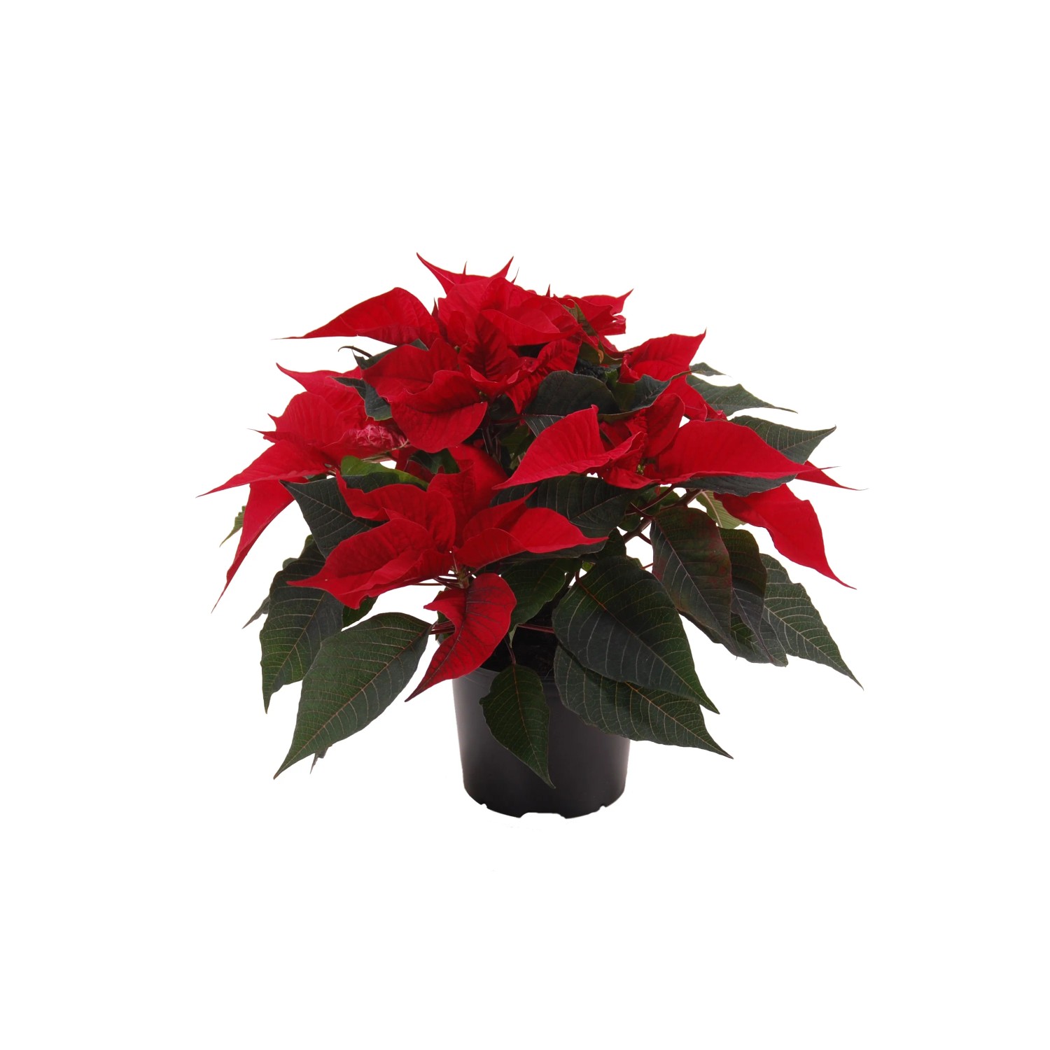 Poinsecja - Gwiazda Betlejemska 7 pędów - don. 17 cm kupuj w OBI
