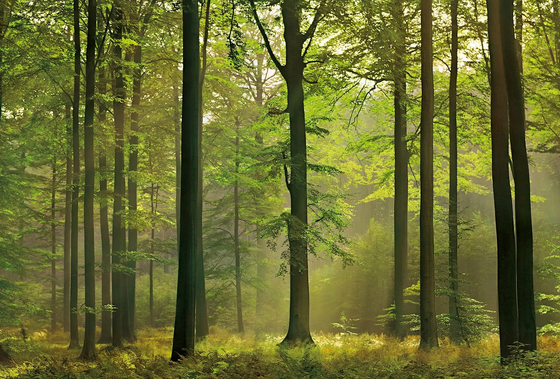 Fototapeta Autumn Forest 384x260 cm