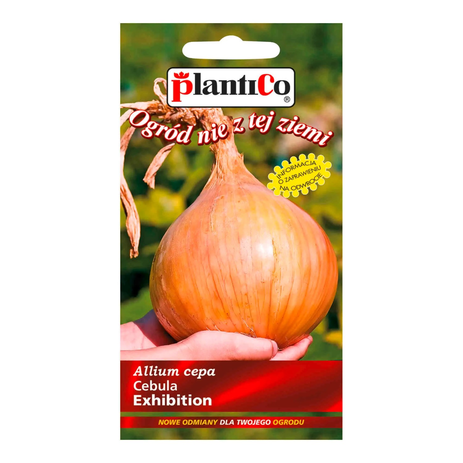Cebula Exibition duża kupuj w OBI