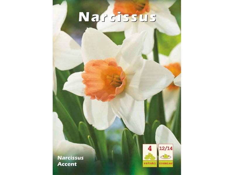 Narcyz (Narcissus) Accent - 5 szt.