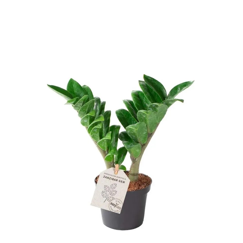 Zamiokulkas (Zamioculcas Zenzi) - don. 9 cm kupuj w OBI