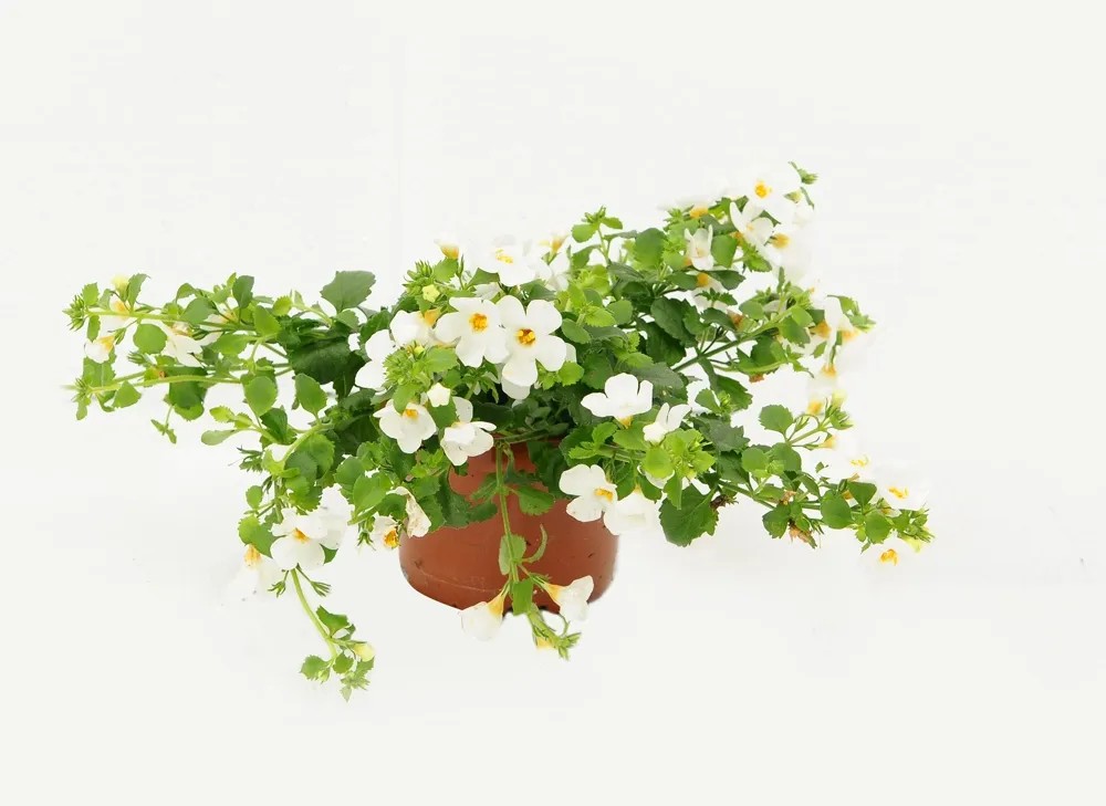 Bakopa wys. 20-25 cm don.10 cm kupuj w OBI