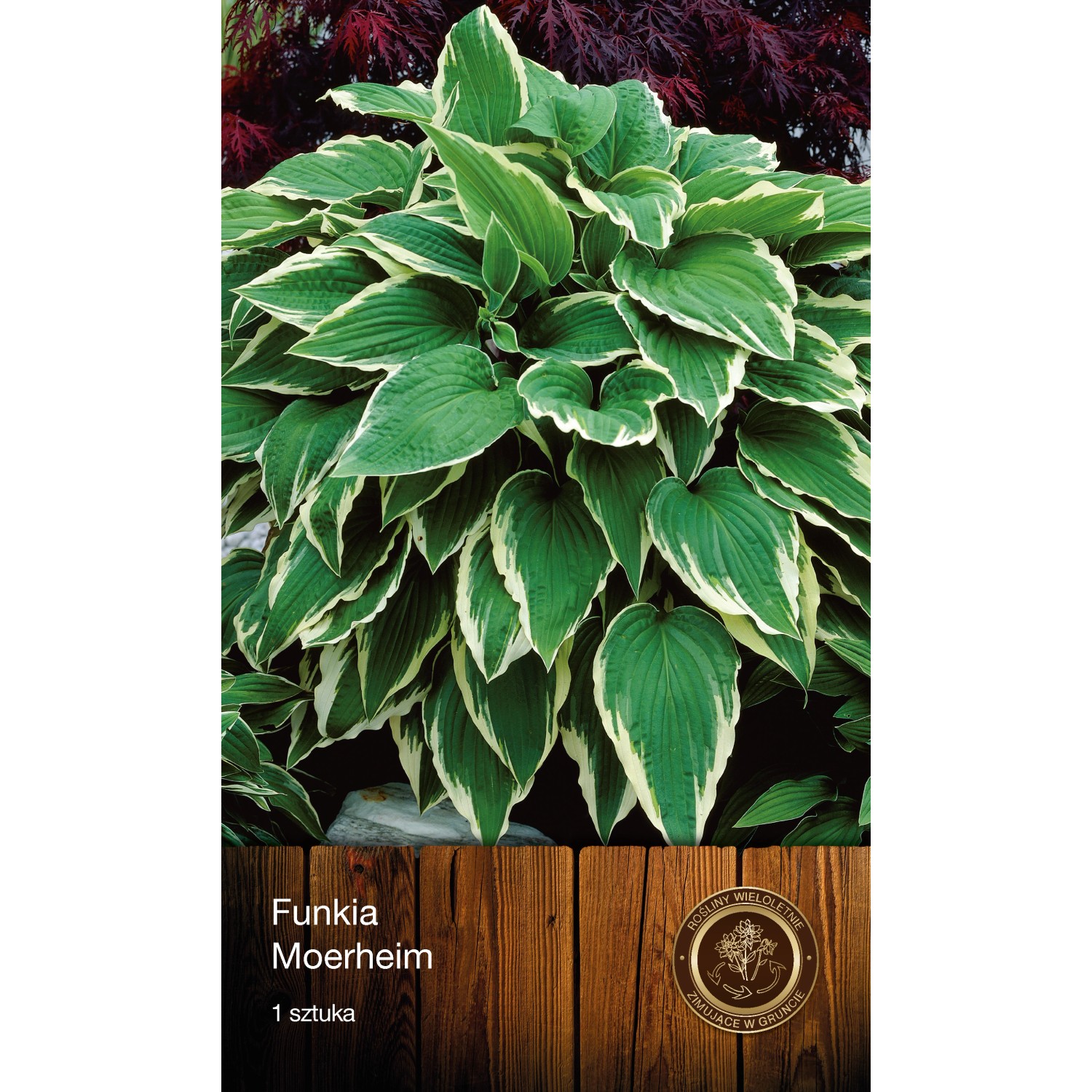Funkia Hosta Moerheim 1szt.