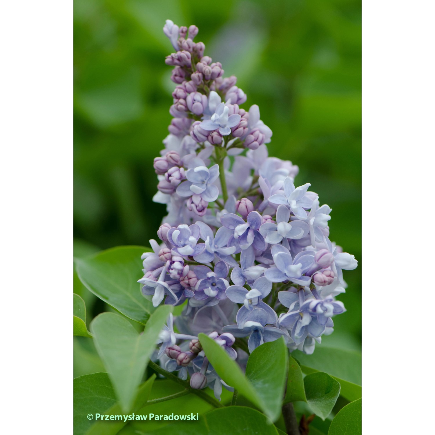 Bez lilak w odmianach (Syringa vulgaris) kupuj w OBI