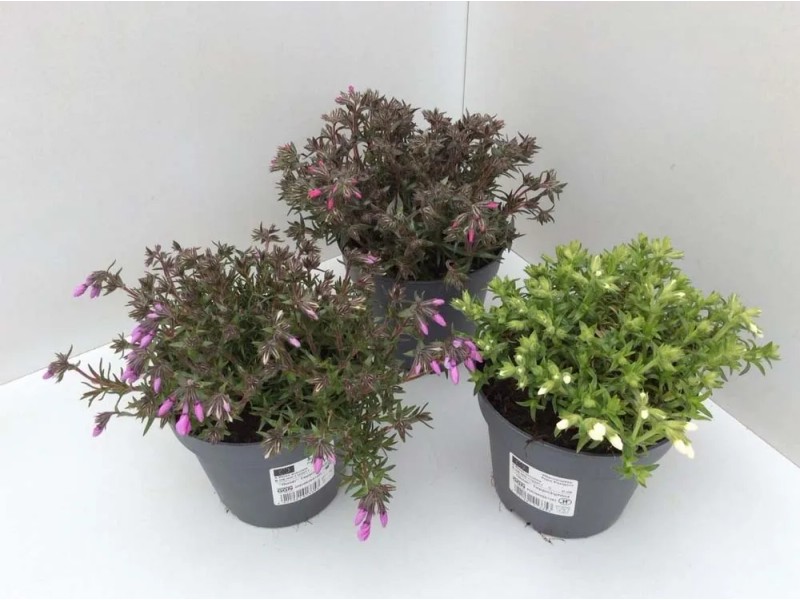 Floks (Phlox) Subulata mix - don. 13 cm