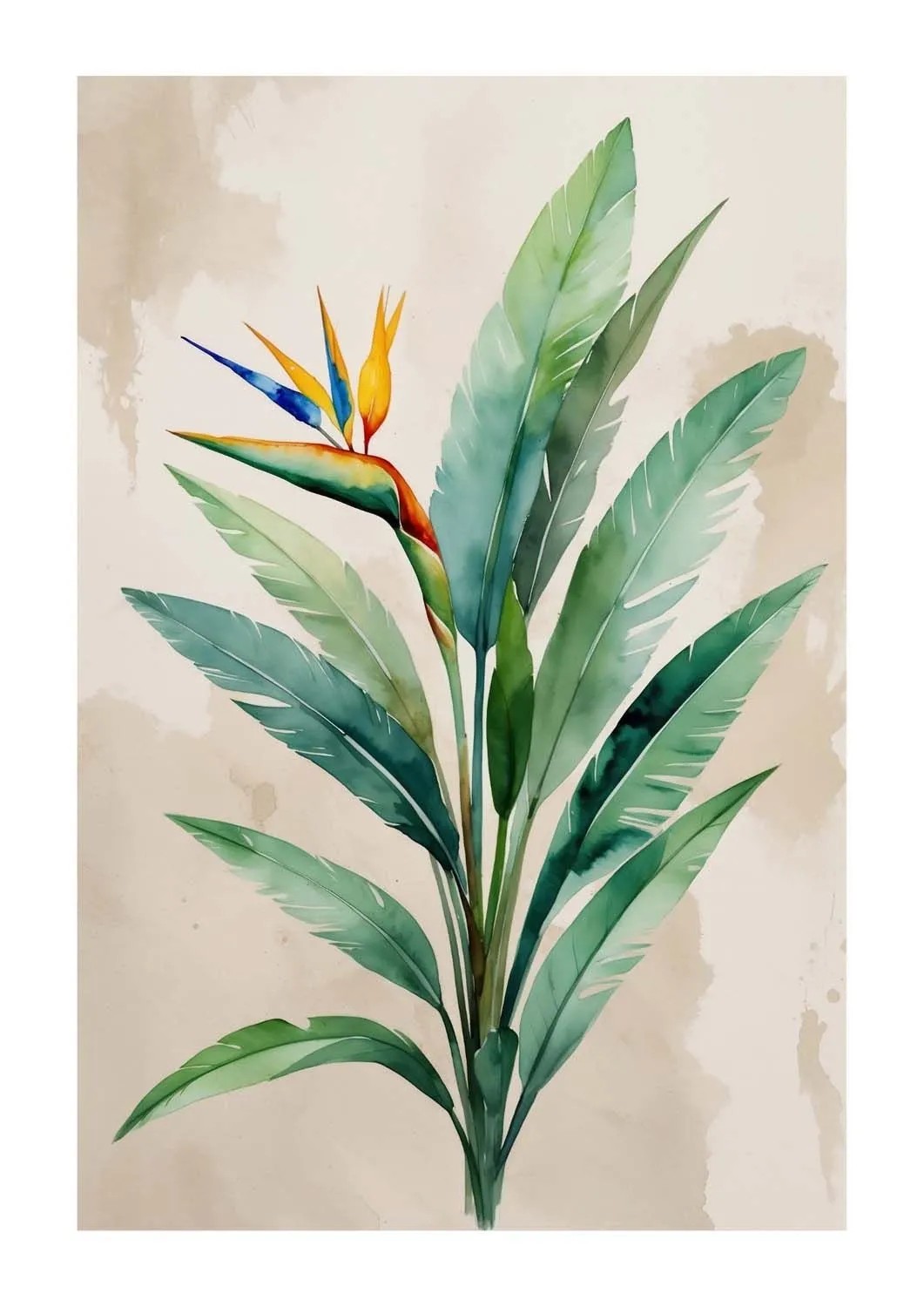 Frames Factory Obraz CANVAS strelicja 60 x 80 cm