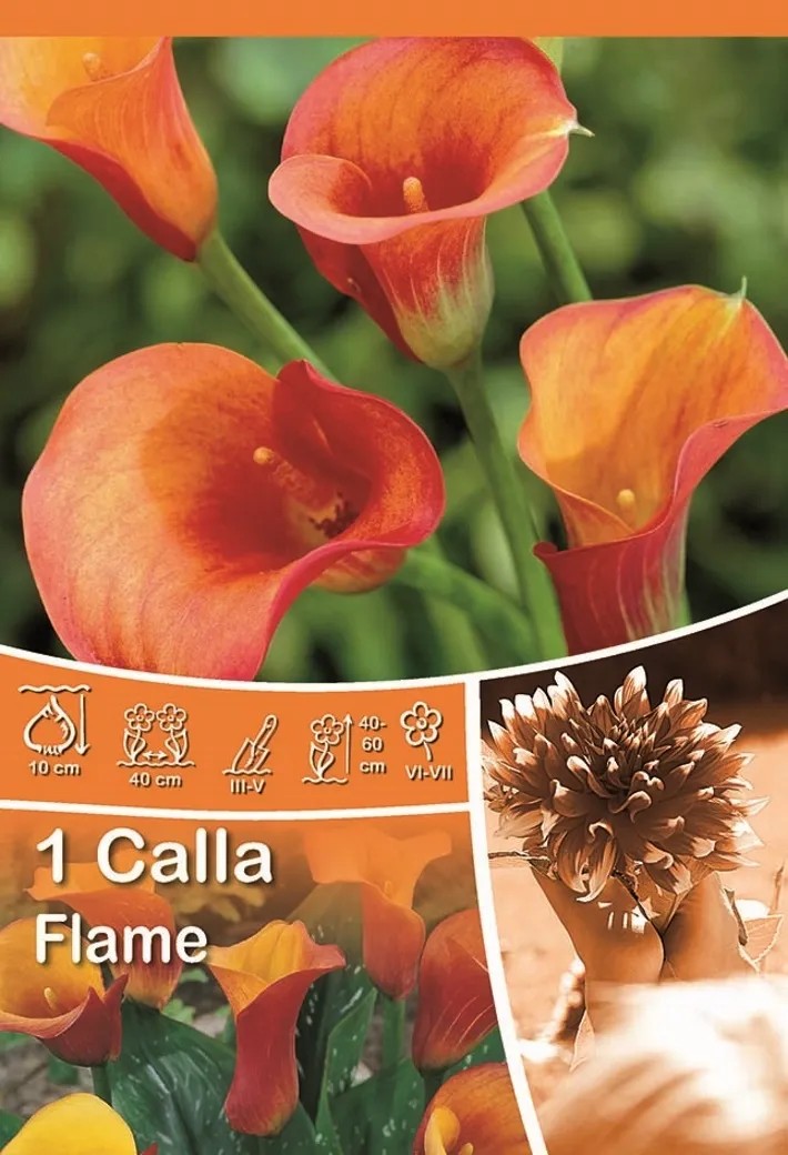 Calla Flame (Zantedeschia sp.)