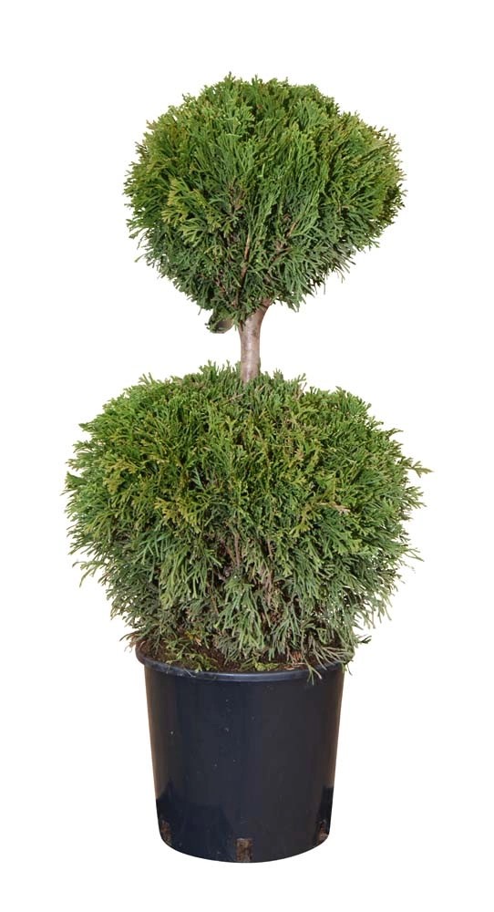 Tuja odm. Smaragd formowana 2 kule (Thuja sp.) kupuj w OBI