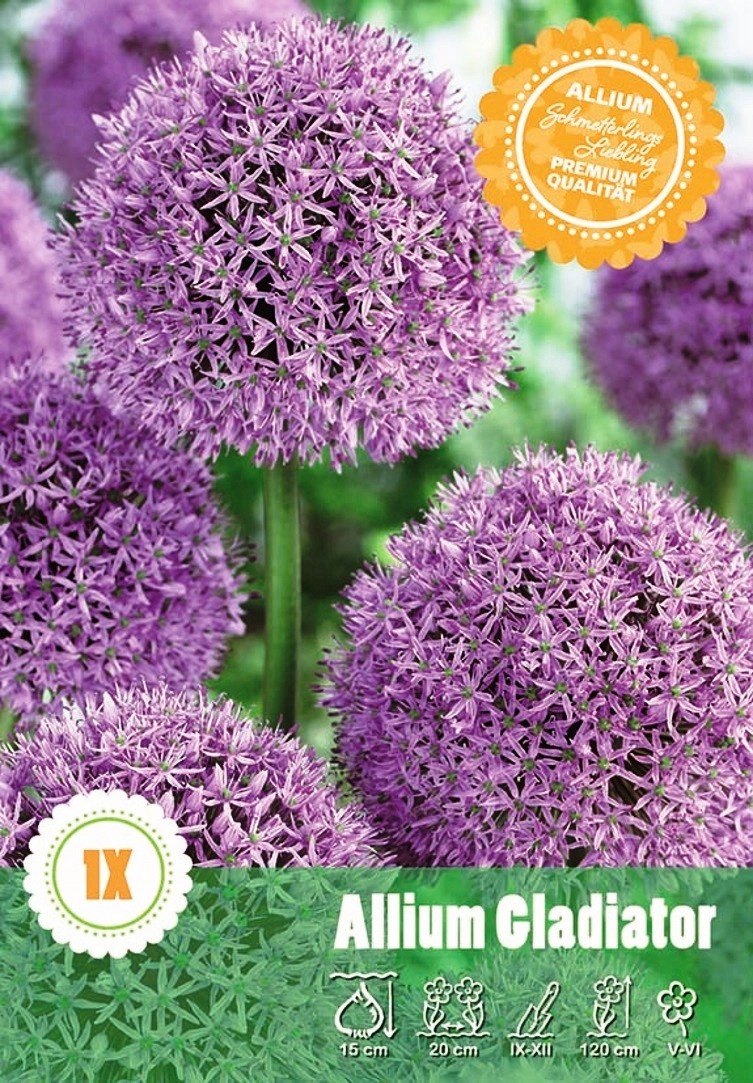 Czosnek ozdobny odm. Gladiator (Allium sp.)