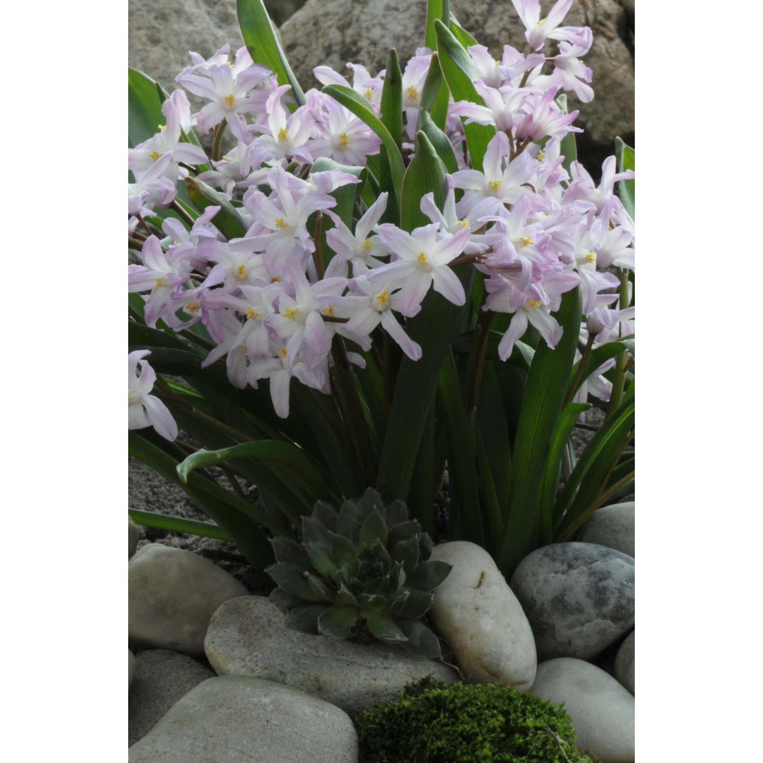 Śnieżnik lśniący odm. Pink Giant (Chionodoxa sp.) kupuj w OBI