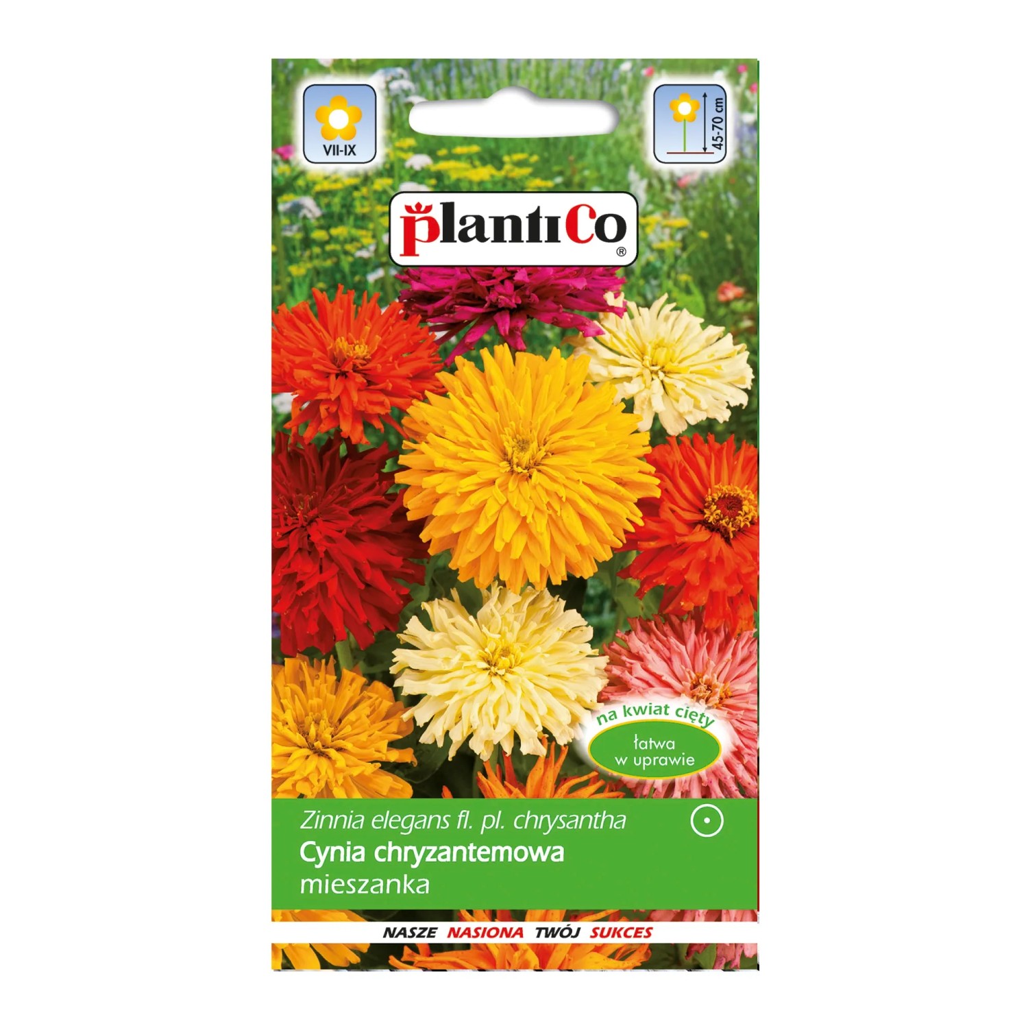 Cynia wytworna chryzantemowa mix kupuj w OBI