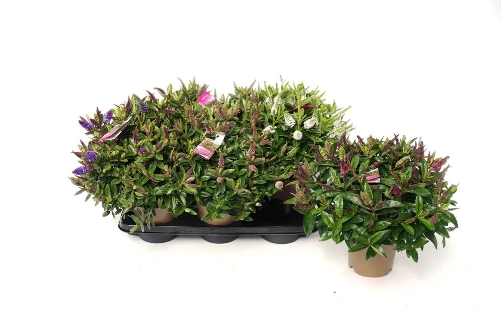 Hebe Veronica mix wys. 40 cm don. 15cm kupuj w OBI