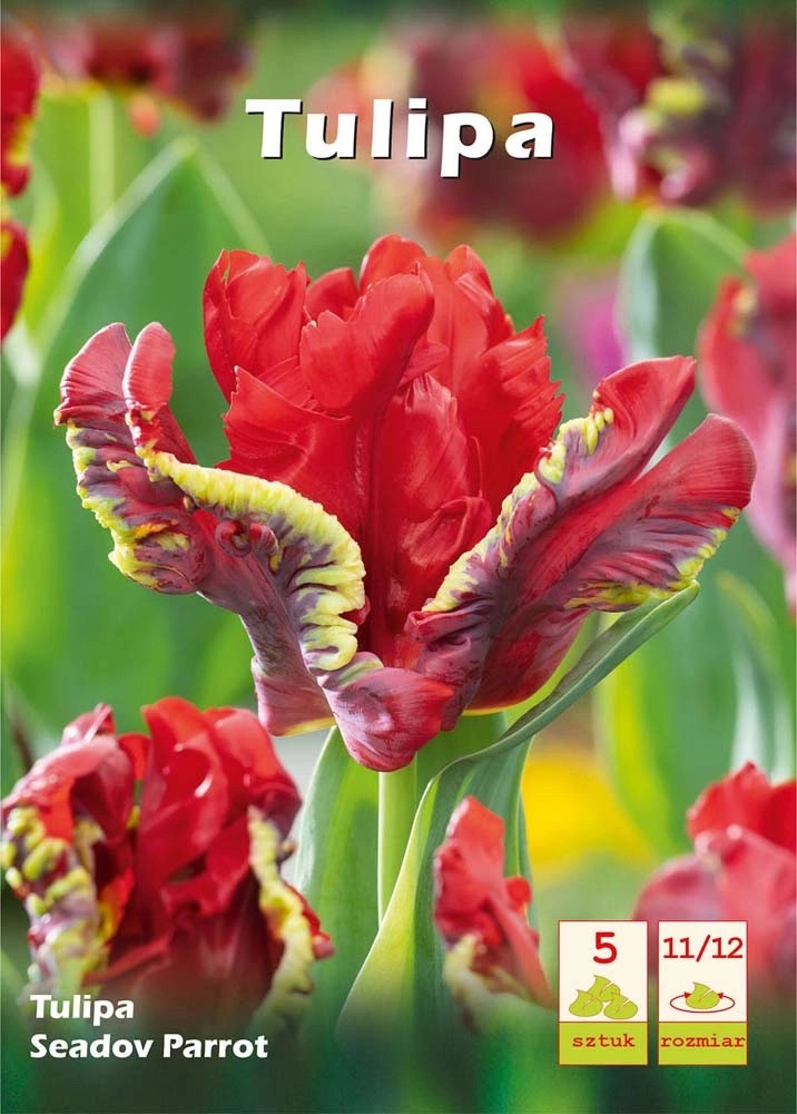 Tulipan (Tulipa) Seadov Parrot - 5 szt. kupuj w OBI