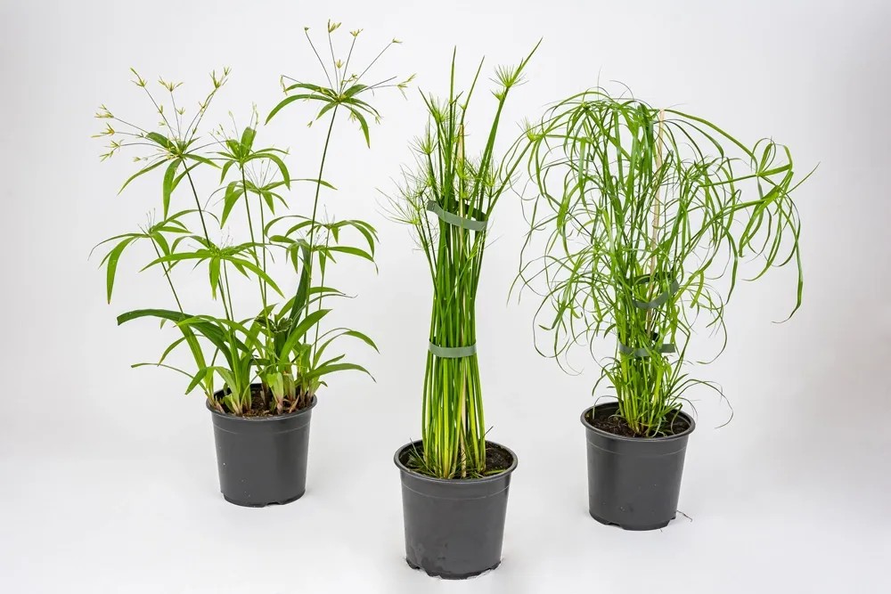 Cyperus haspan wys. 45-60cm don. 14cm kupuj w OBI