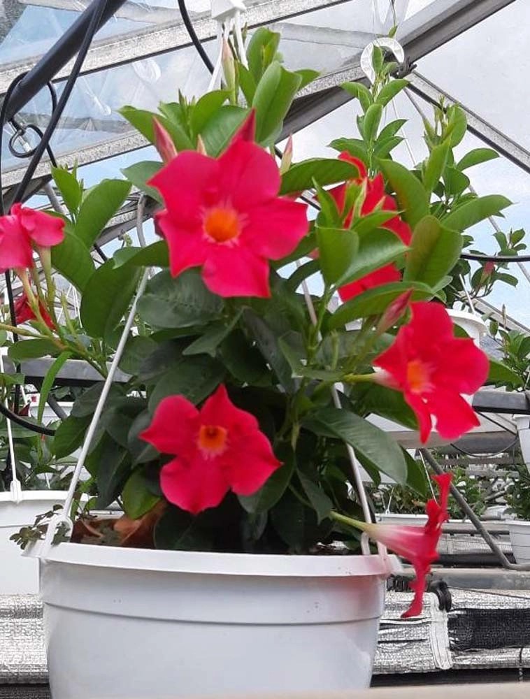 Dipladenia (Dipladenia Sundevilla ampla) - don. 24 cm kupuj w OBI