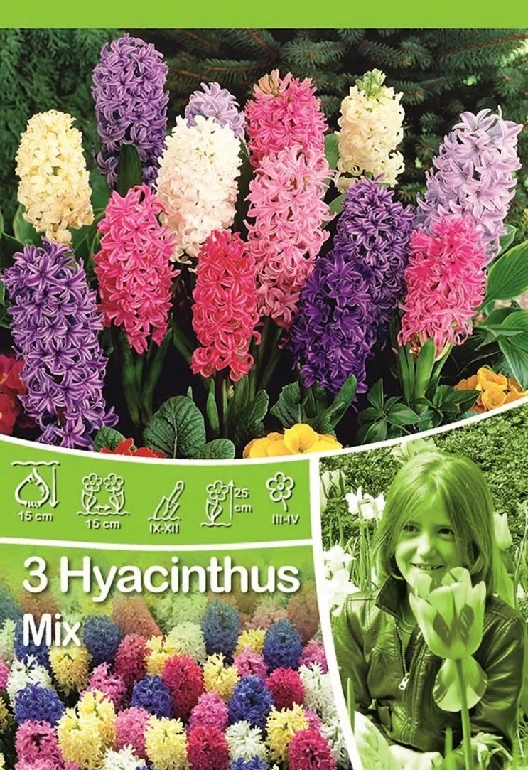 Hiacynt (Hyacinthus sp.) mix odmian
