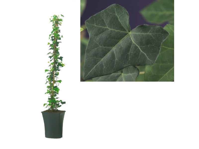 Bluszcz pospolity (Hedera Hibernica 2-3 cutting) - don. 2 l kupuj w OBI Bluszcz pospolity (Hedera Hibernica 2-3 cutting) - don. 2 l kupuj w OBI