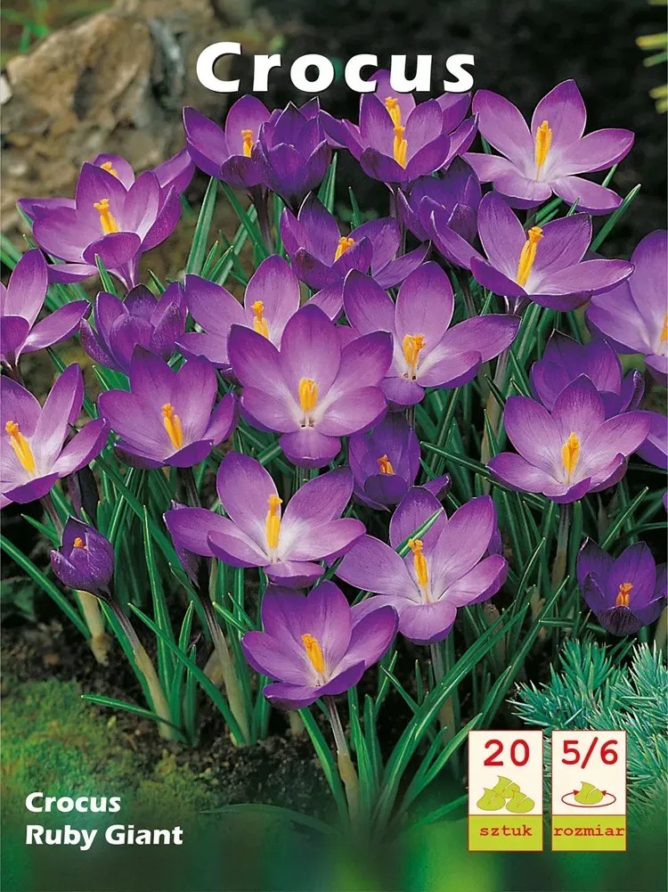 Krokus (Crocus) Ruby Giant - 20 szt. kupuj w OBI