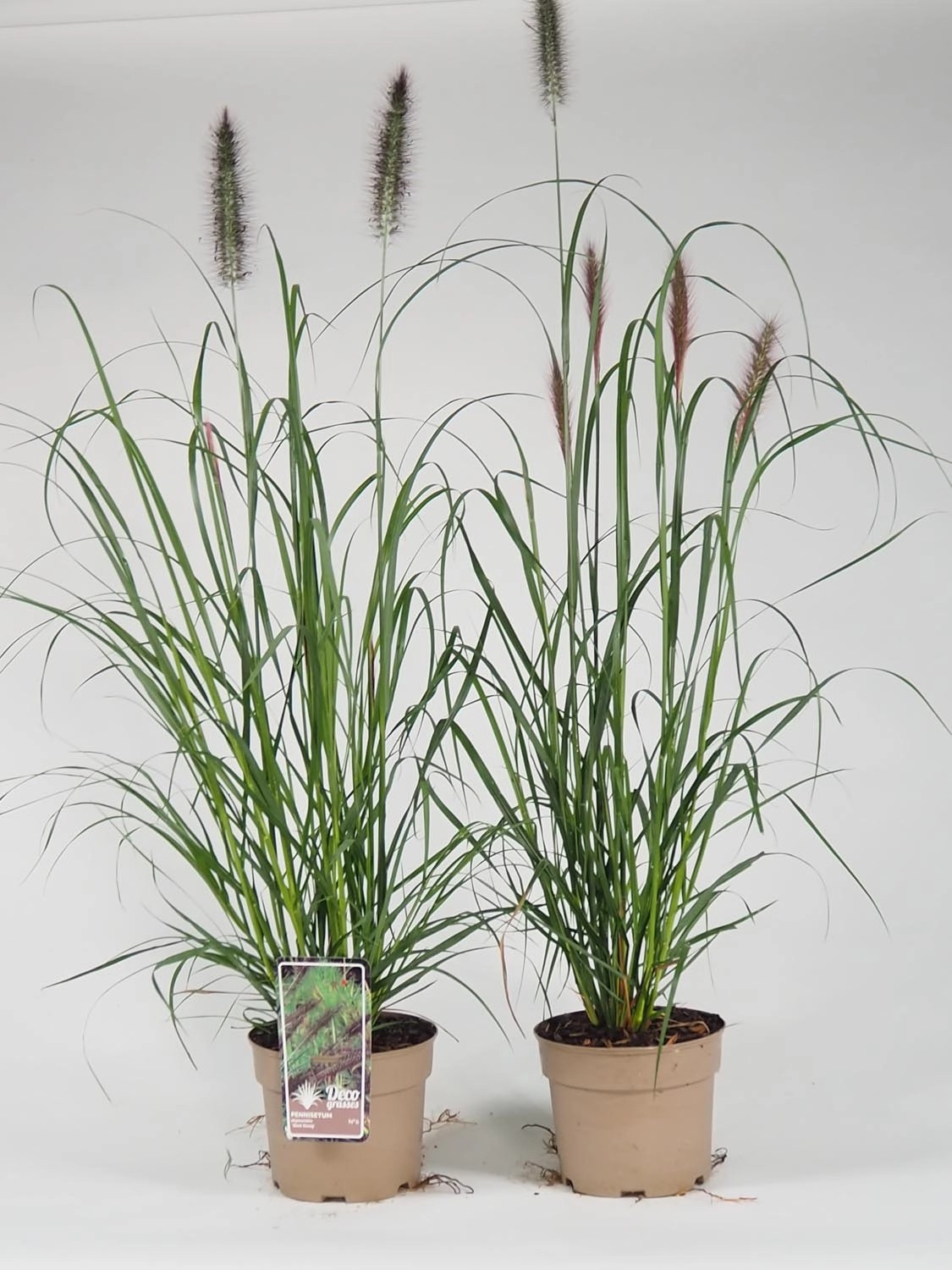 Trawy mix don. 19 cm kupuj w OBI