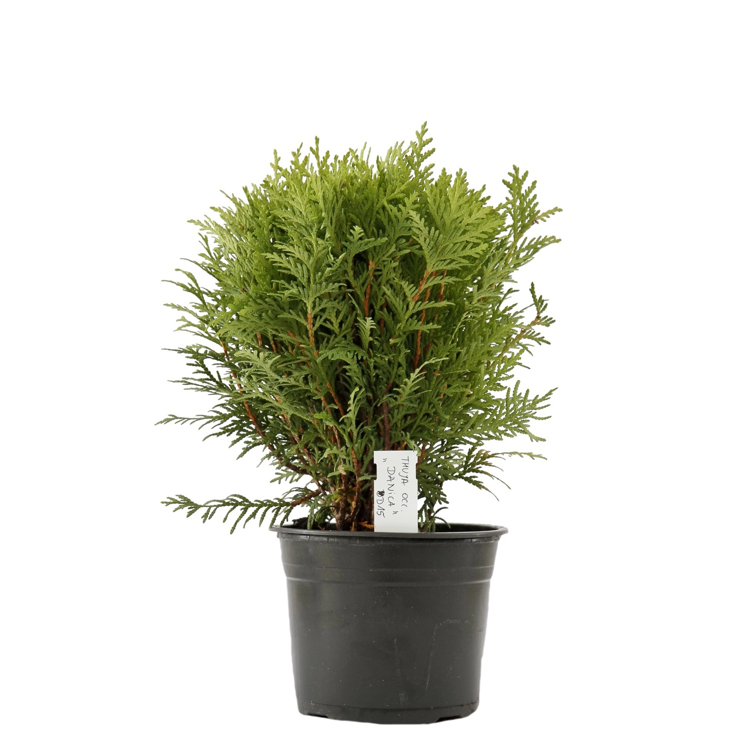 Tuja odmiany kuliste (Thuja sp.) kupuj w OBI