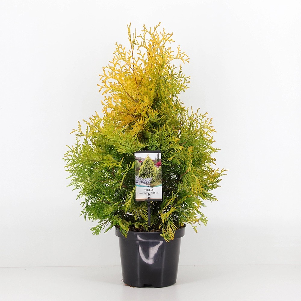 Tuja (Thuja) żółta Occidentalis mix - don. 19 cm kupuj w OBI