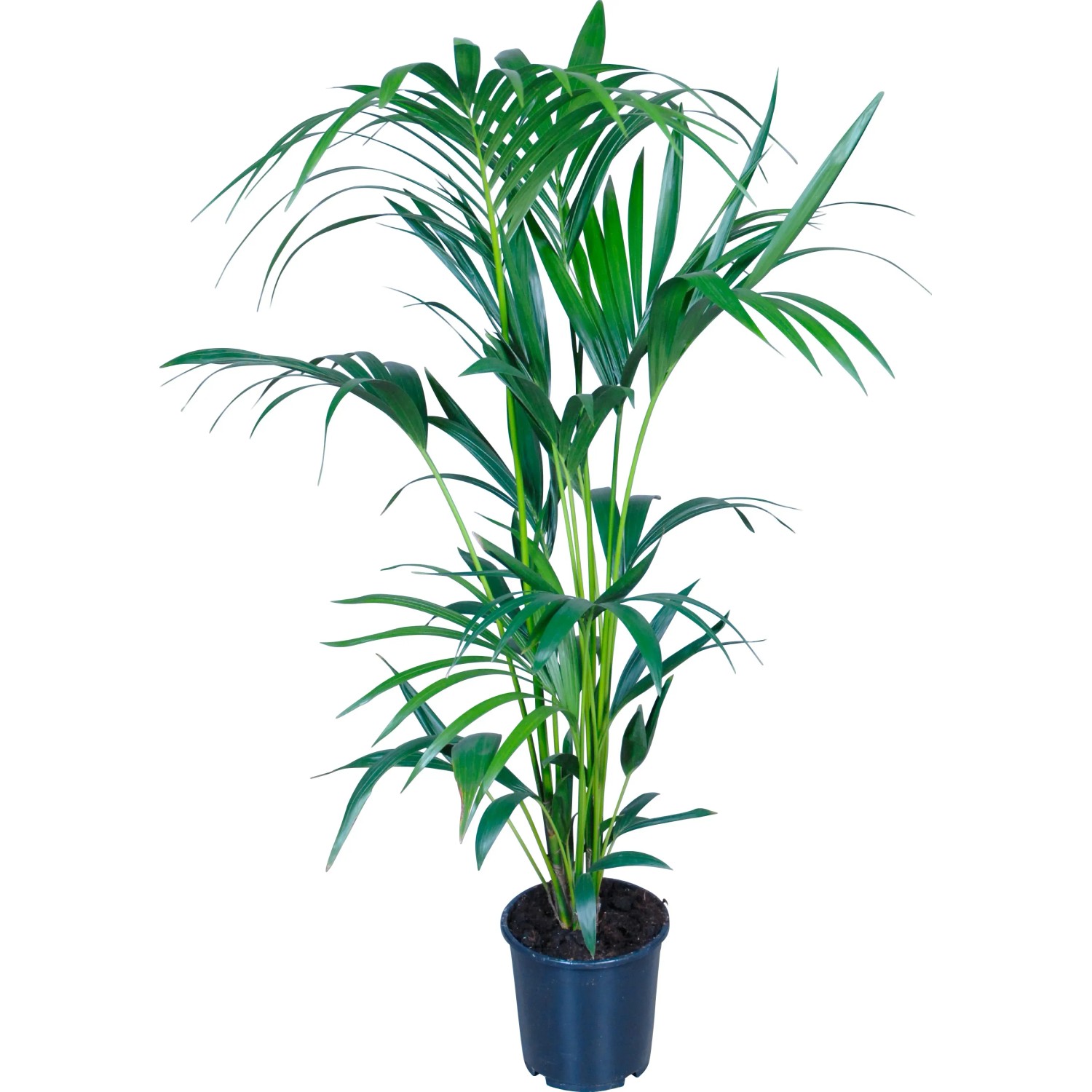 Howea forsteriana 5 pędów wys. 140cm don. 21cm