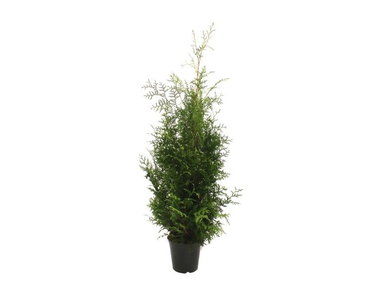 Tuja (Thuja) Brabant - wys. ok. 100 cm, don. 7 l kupuj w OBI