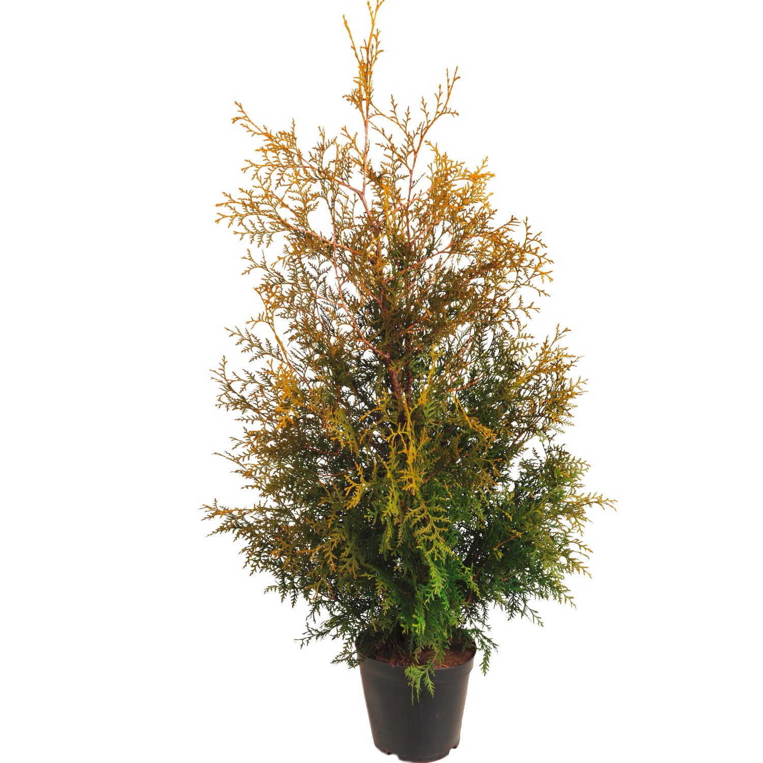 Tuja zachodnia odm. Brabant (Thuja occidentalis) kupuj w OBI
