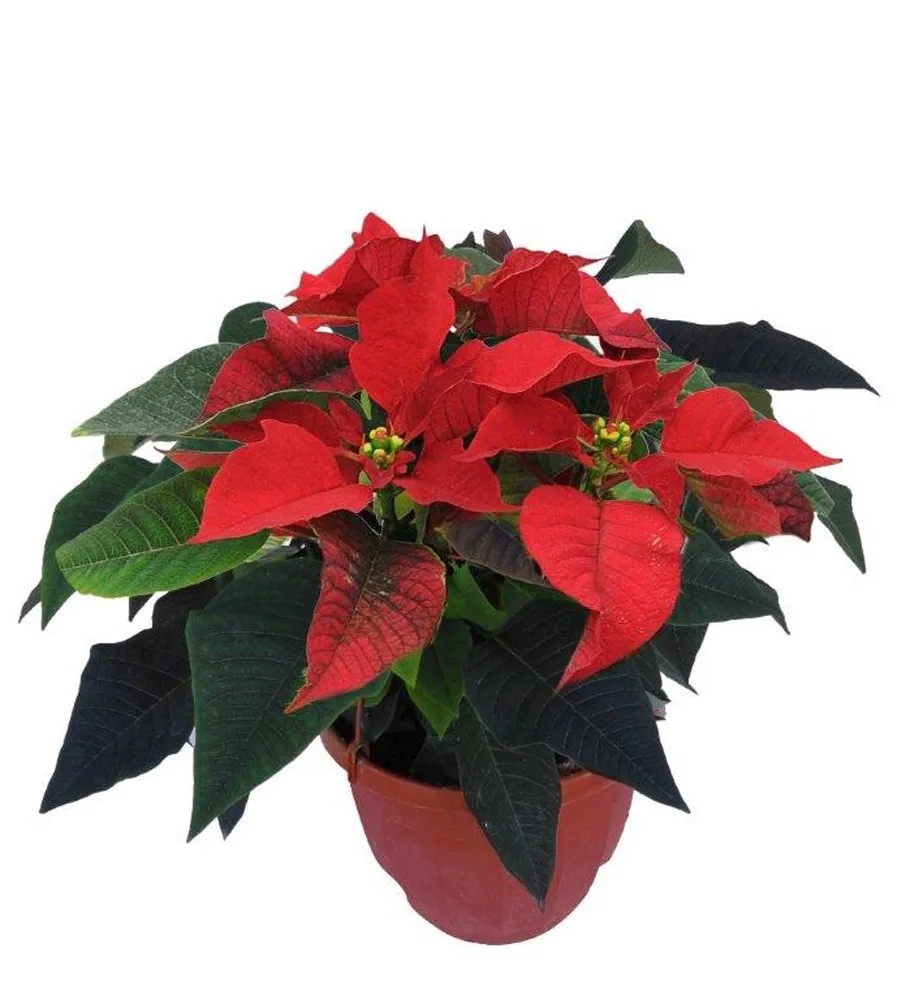 Poinsecja - Gwiazda Betlejemska misa 7-9 pędów - don. 20 cm kupuj w OBI