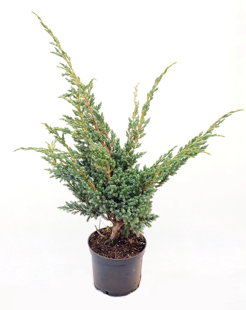 Juniperus squamata Meyeri wys. 70 cm don. 5L kupuj w OBI