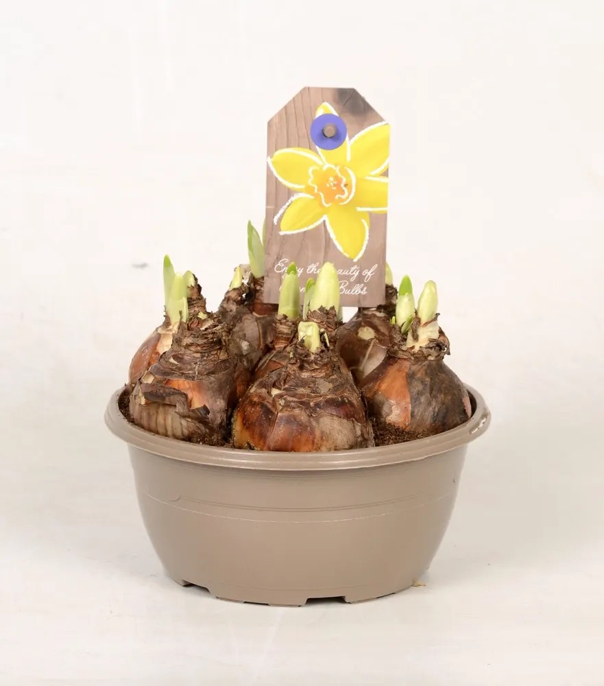 Narcyz mix w misie wys. 20cm misa 16cm kupuj w OBI