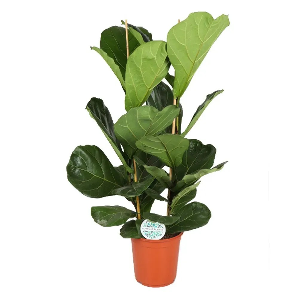 Fikus dębolistny (Ficus Lyrata) - wys. ok. 140, don. 27 cm kupuj w OBI