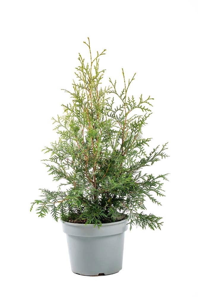 Tuja (Thuja) Brabant ukorzenion - don. 5 l kupuj w OBI