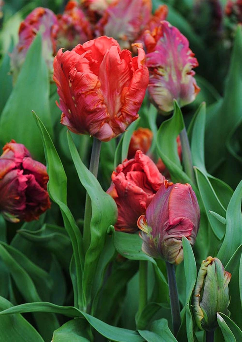 Tulipan odm. Rococo (Tulipa sp.) - 5 szt. kupuj w OBI