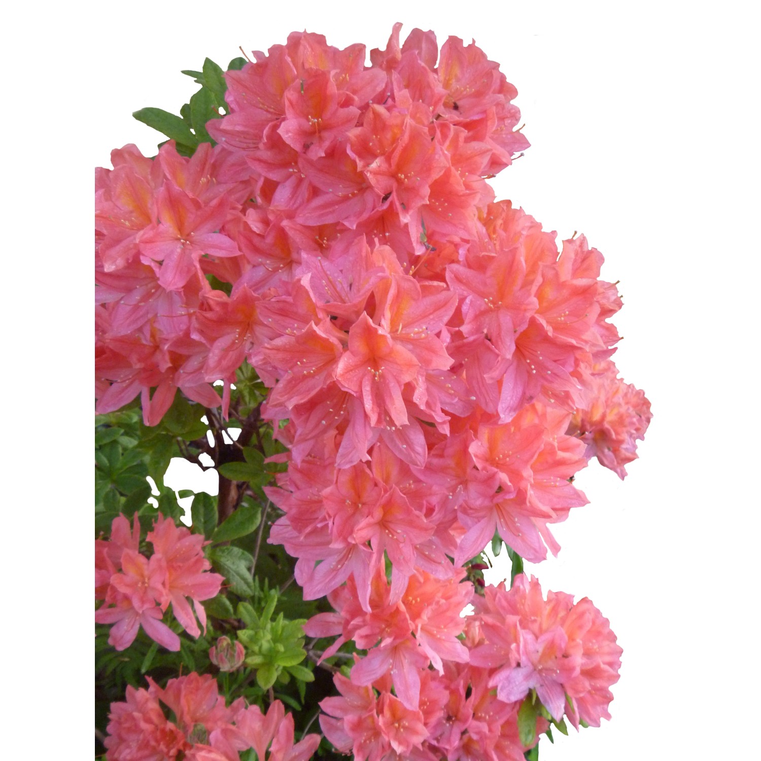 Azalia wielkokwiatowa (Azalea sp.) - don. 15 l kupuj w OBI
